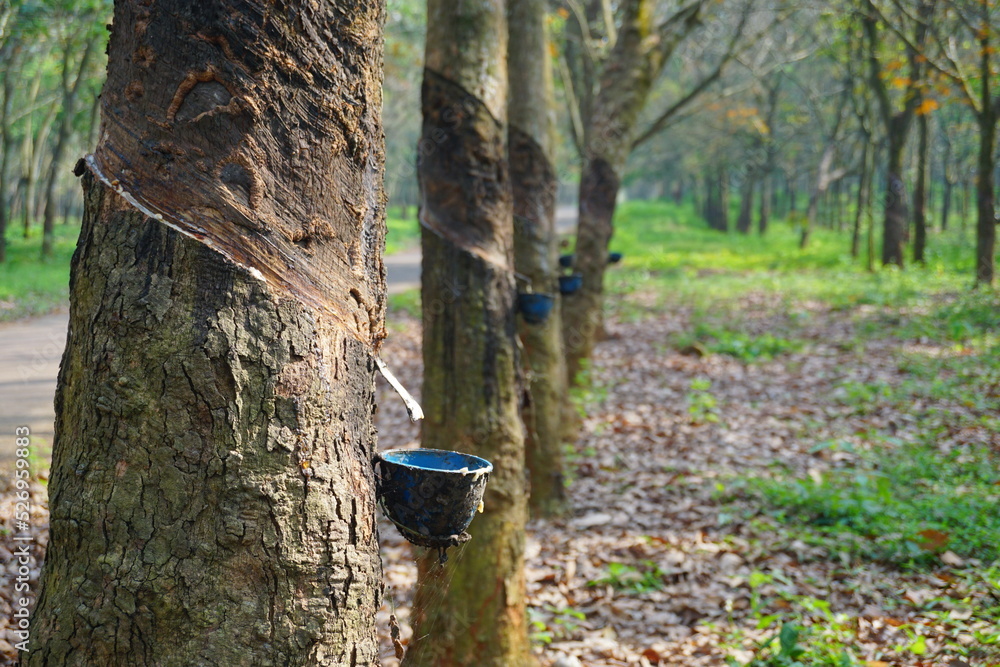 Rubber Latex extracted from rubber tree , (Hevea Brasiliensis) as a ...