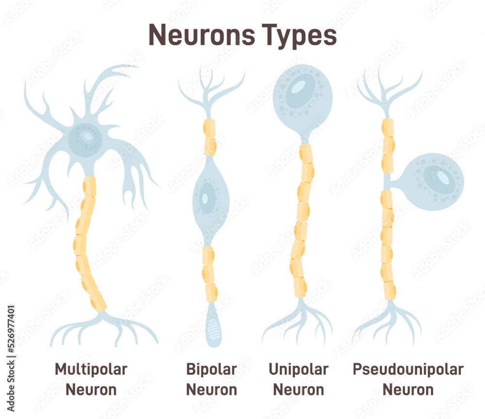 Neuron types. Unipolar, pseudo-unipolar, bipolar and multipolar neurons ...