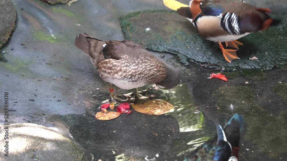 Pair of mandarin duck, mandarin duck, aix galericulata preening side by ...