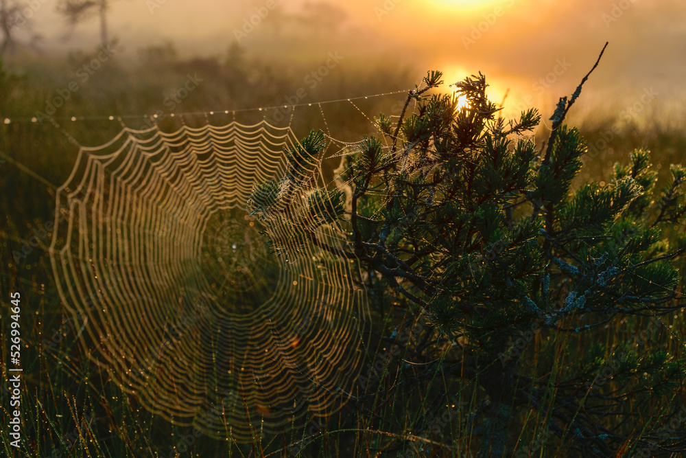 spider web against sunrise in swamp with fog, spider web trap,.spider ...
