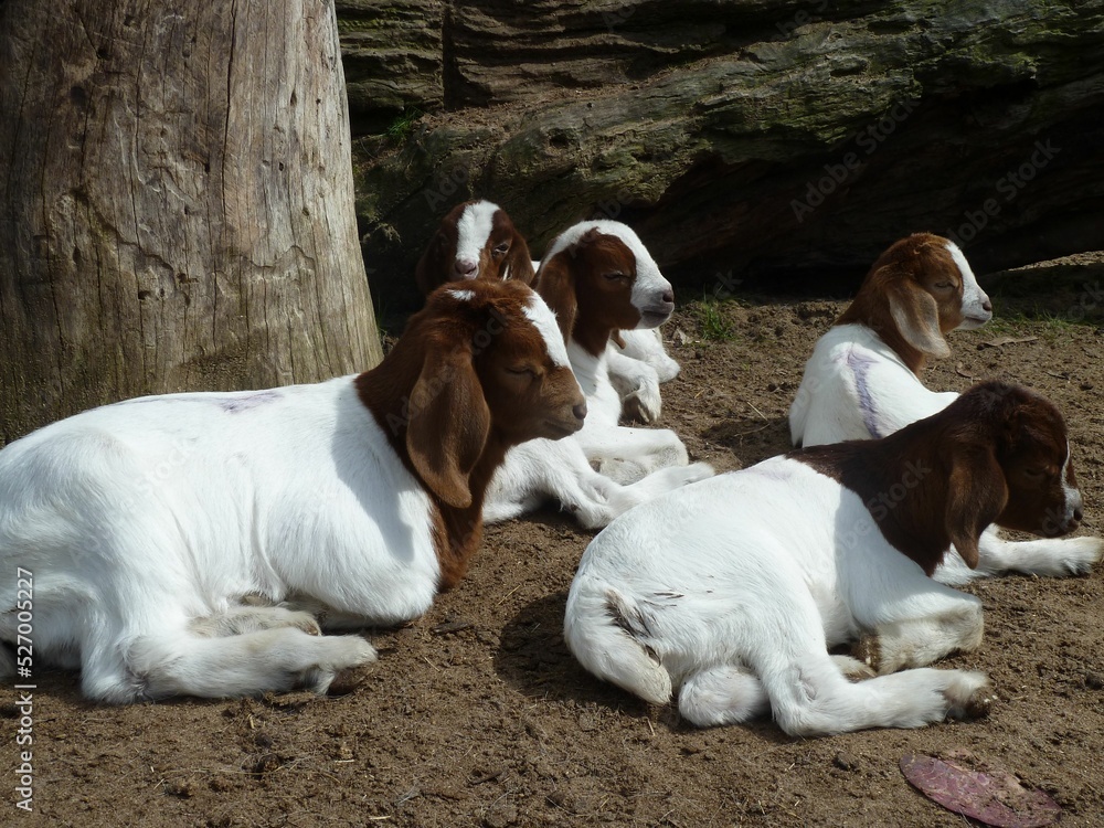 Herd of young Boer goats lying on the ground in a farm in Australia ...
