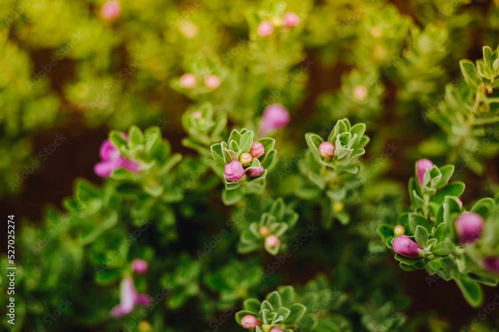 Botones de flores en plantas Stock Photo | Adobe Stock