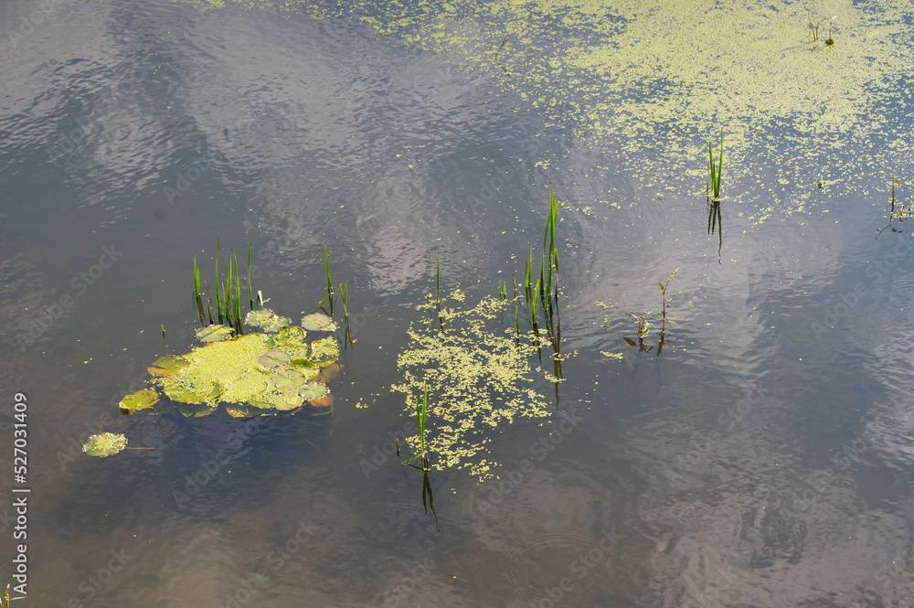 Aquatic plants that try to grow through the polluted water surface ...