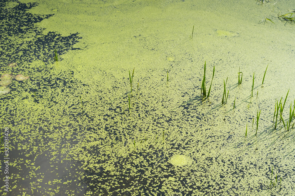 Aquatic plants that try to grow through the polluted water surface ...
