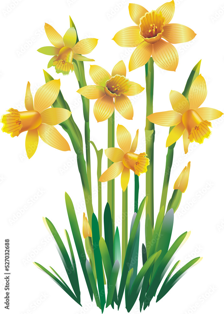 Yellow Jonquils PNG Graphic Isolated on Transparent Background ...