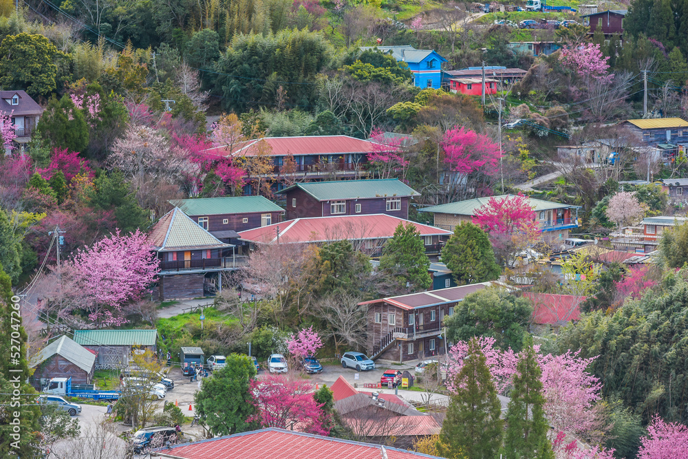 Beautiful Sakura Blooming On The Trail To The Divine Tree Zone (Giant ...