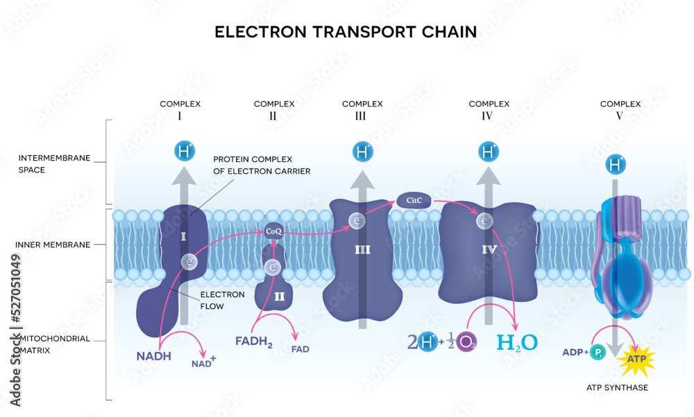Naklejka An electron transport chain. Oxidative phosphorylation, the ... Naklejka An electron transport chain. Oxidative phosphorylation, the ...