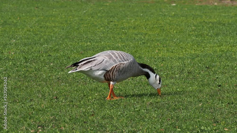 The bar-headed goose, Anser indicus is a goose that breeds in Central ...