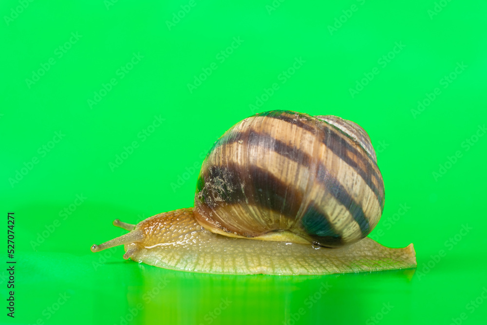 Helix pomatia snail crawls across the green screen of chroma key, a ...