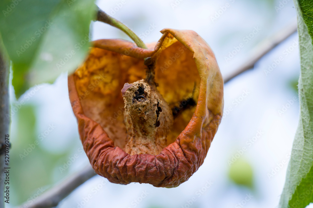 A gnawed apple on a tree. Wasps if an apple on an apple tree. The ...