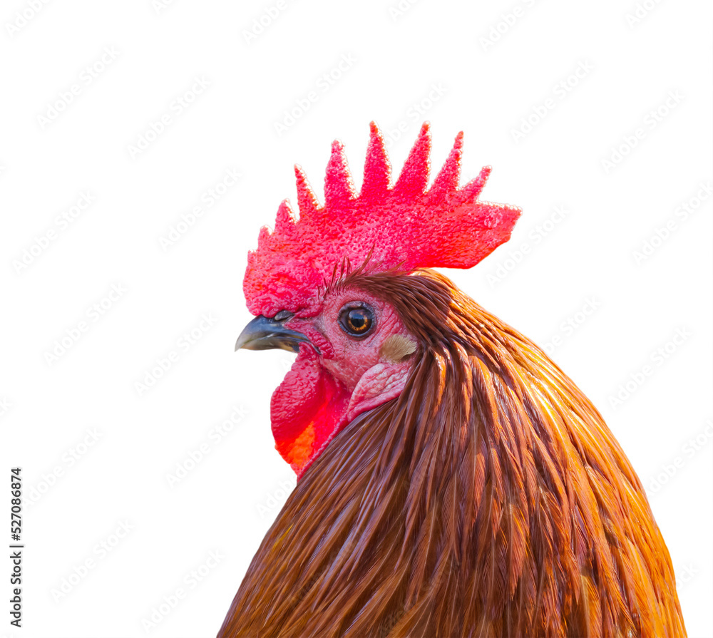 Poster Rooster chicken looking back against transparent background ...