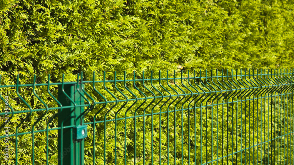 in the photo, a fence made of 3d mesh and thuja trees planted in one ...