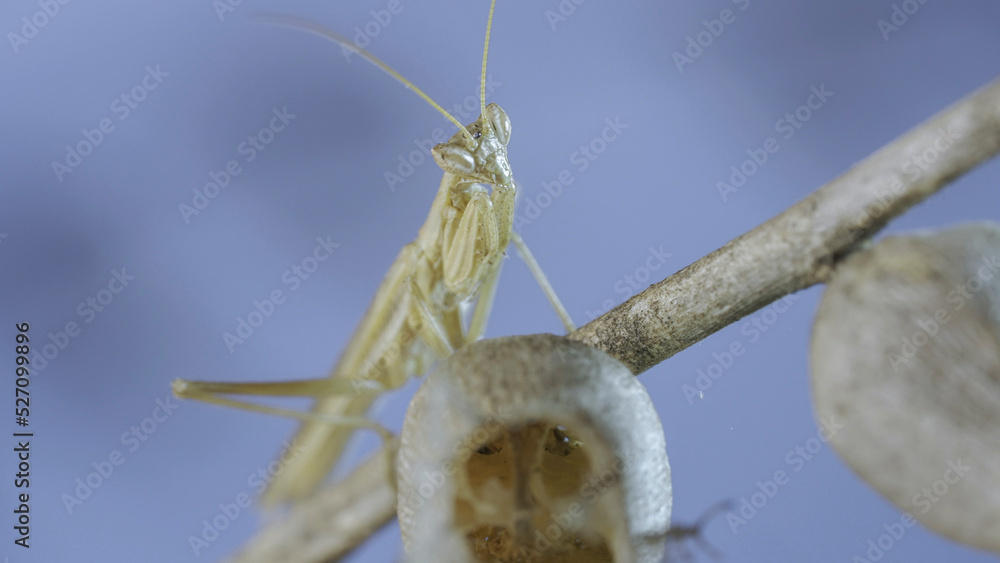 Small praying mantis sits on Henbane dry flowers and looks at on camera ...