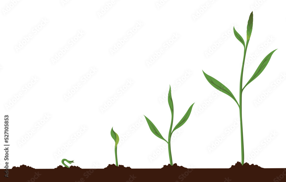 Growth process steps. Seeds sprout in ground. Steps sequence of ...