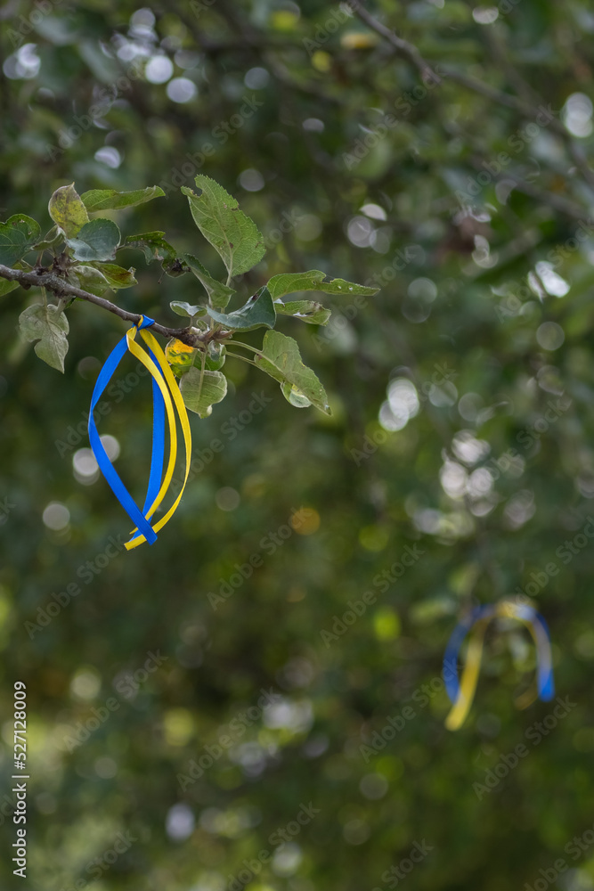 Blue-yellow ribbon on a tree as a sign of support for Ukraine.Ukrainian ...