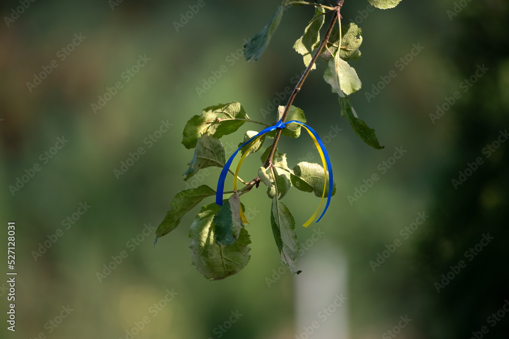 Blue-yellow ribbon on a tree as a sign of support for Ukraine.Ukrainian ...