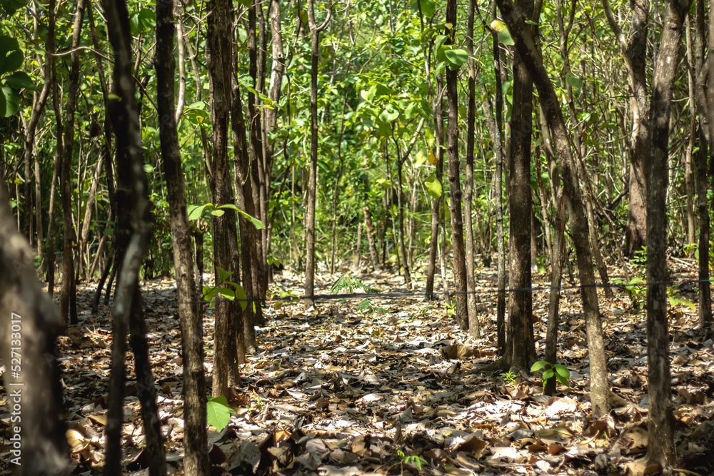 View of teak tree in forest, teak tree in the morning, nature ...