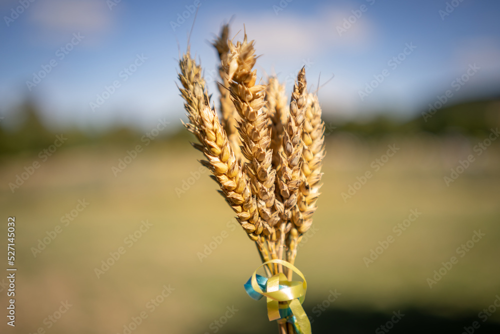 Bunch of wheat, a symbol of harvest and prosperity. Ukrainian symbol ...