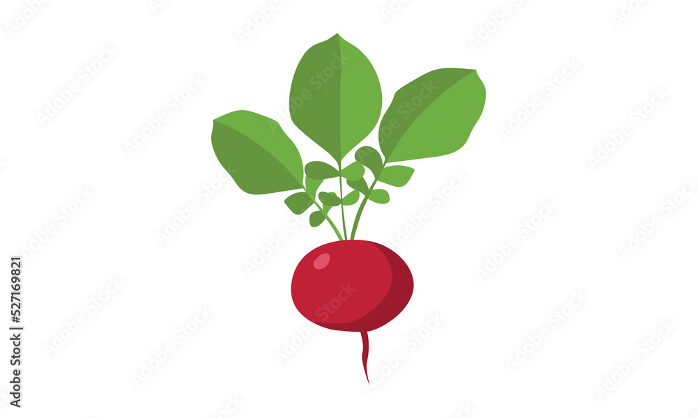 Simple radish clipart vector illustration isolated on white background ...