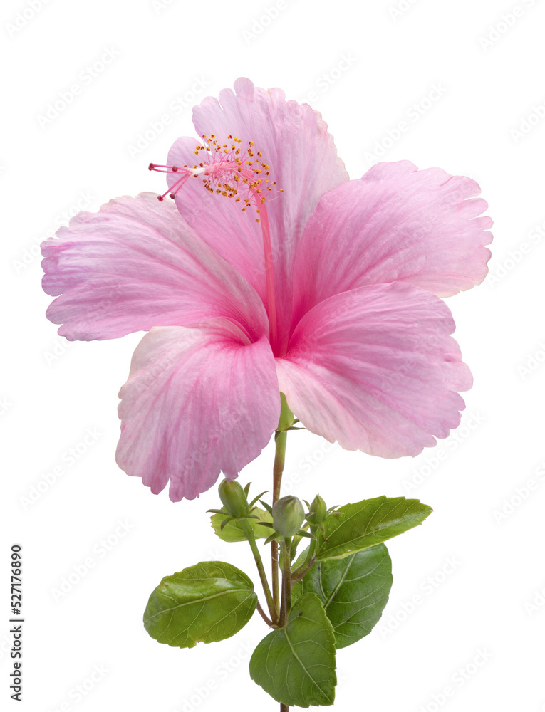 Pink hibiscus flower with leaf isolated on white background, Fresh ...