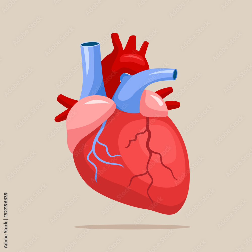 Human Heart. Human heart anatomy. Organs symbol. Medicine Design ...