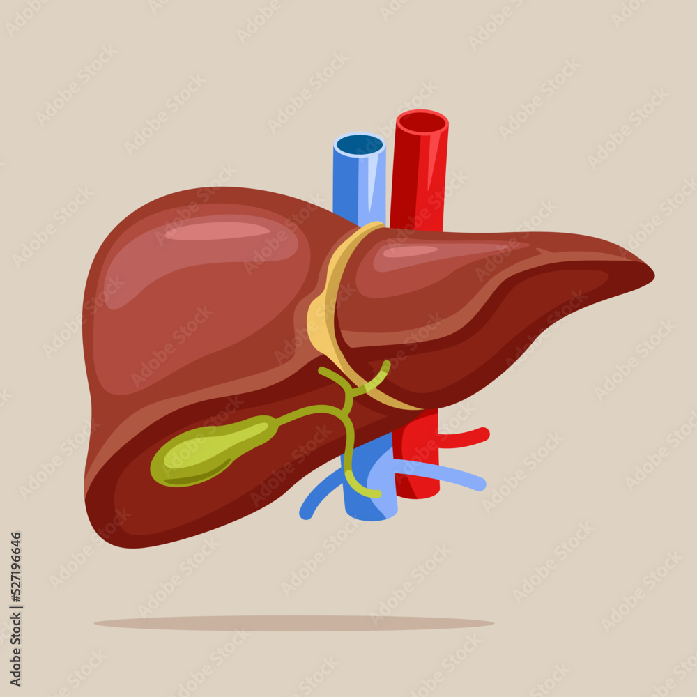 Anatomy structure hepatic system organ, digestive gallbladder organ ...