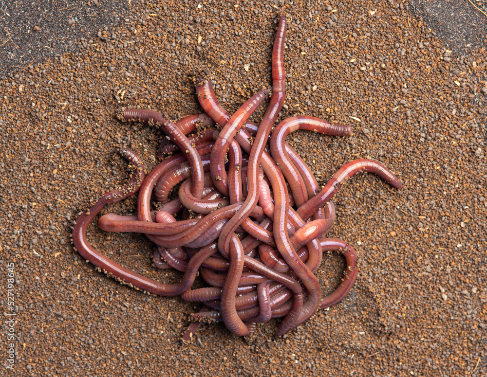 Group of earthworms in the soil, earthworm digestive processes turn ...