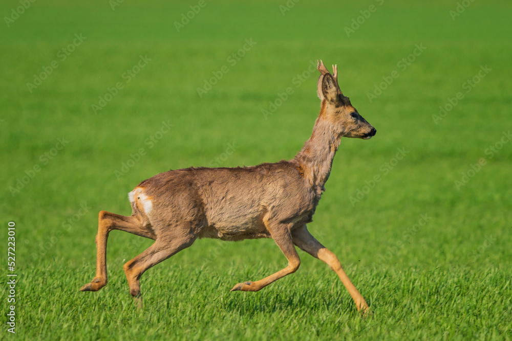The roe deer (Capreolus capreolus), also known as the roe, western roe ...