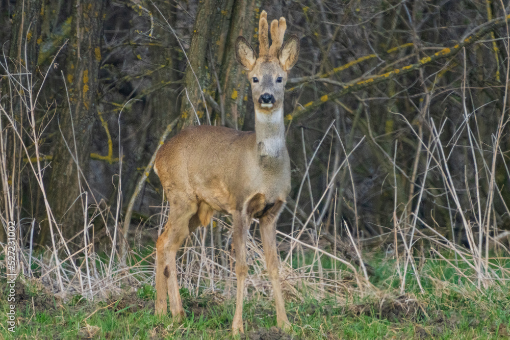 The roe deer (Capreolus capreolus), also known as the roe, western roe ...