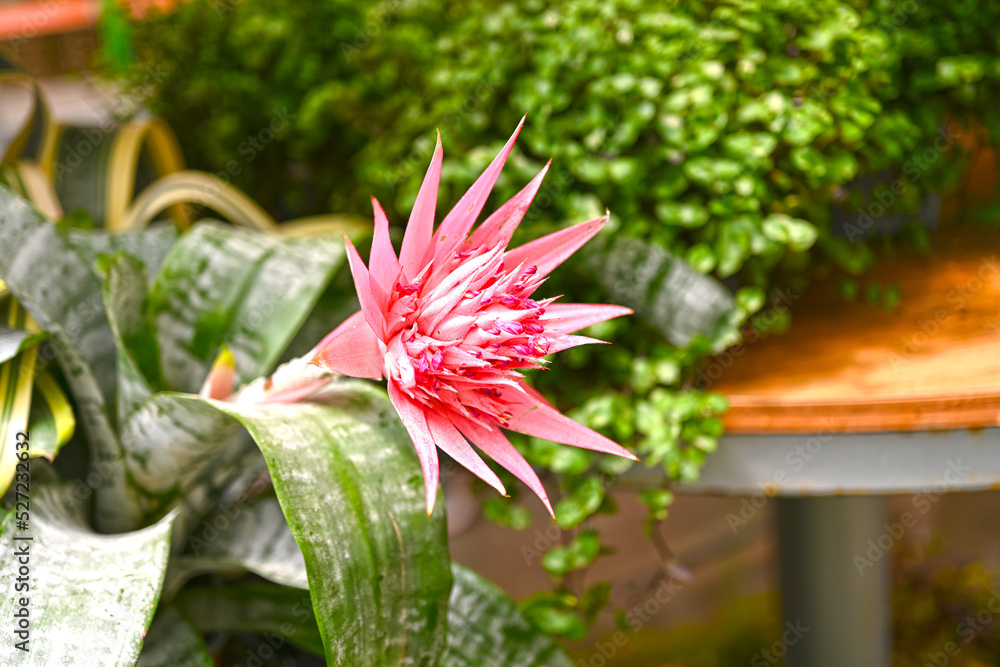 Bright pink tropical Aechmea Fasciata Baker blossoming flower. Pink ...