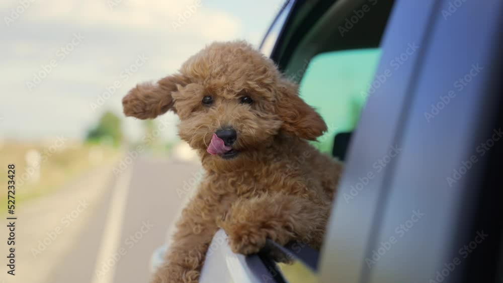 Funny brown curly dog on a trip. Happy curious mini poodle puppy doggie ...
