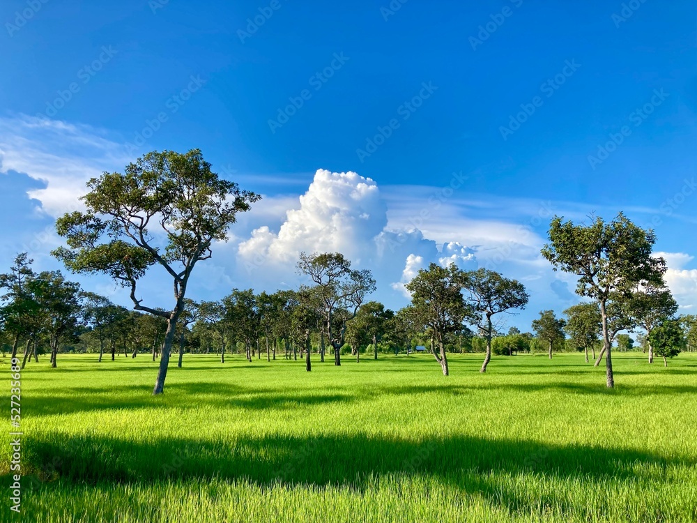 Rural rice fields in Thailand, Rural Thai Culture of Rice Farming ...
