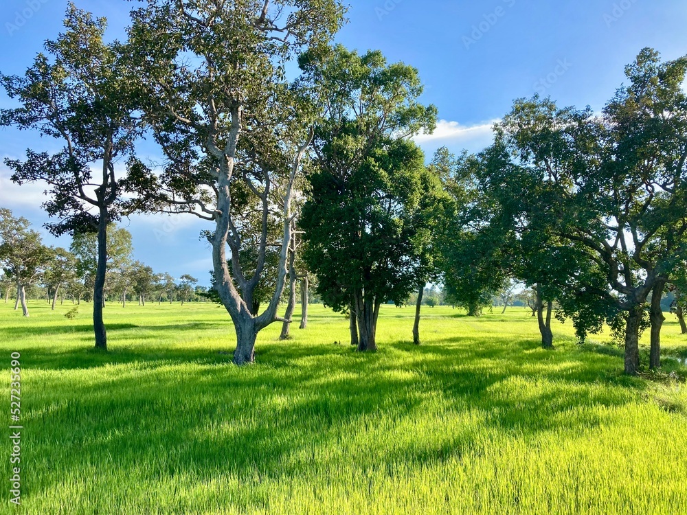 Rural rice fields in Thailand, Rural Thai Culture of Rice Farming ...