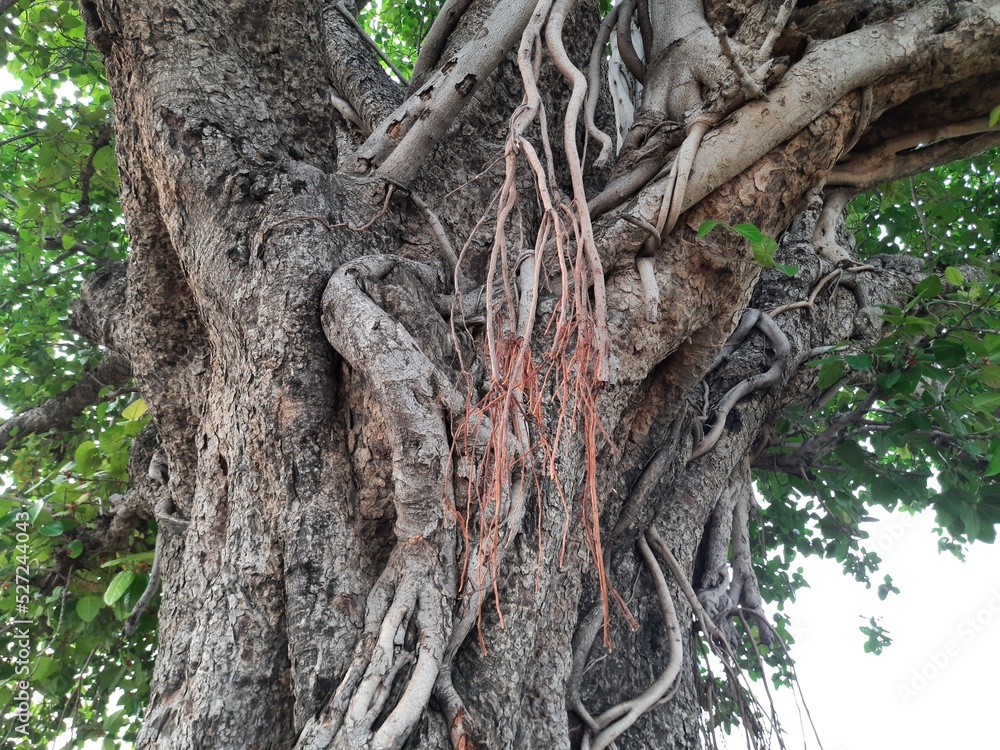 Giant banyan tree. Tree of Life, Amazing Banyan Tree. A banyan, also ...