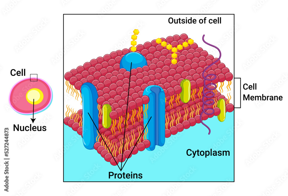 Human cell membrane or plasma membrane structure vector Stock Vector ...