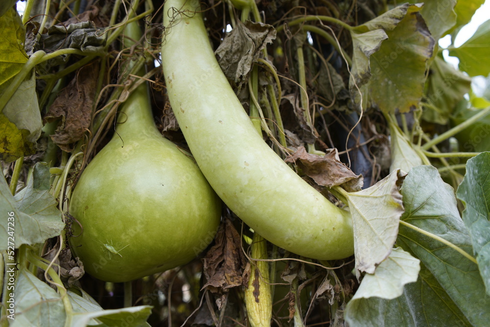 Calabash (Lagenaria siceraria), also known as bottle gourd, white ...