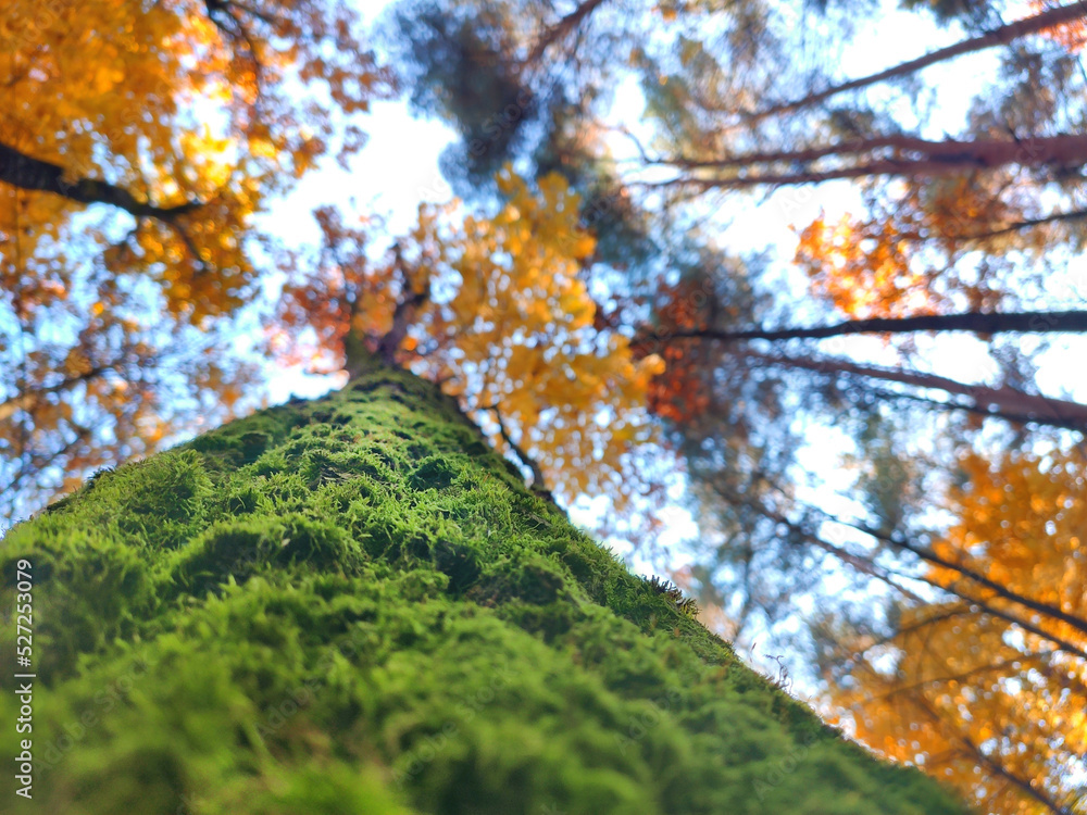 Tall trees in the autumn forest, the sky is visible through the golden ...