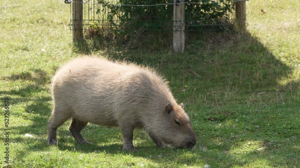 Capybara eating grass at sunny summer day. The capybara is the largest ...