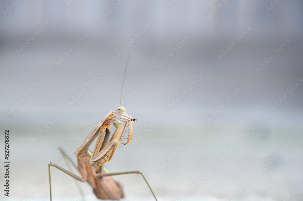 A praying mantis that lives in Japan making a funny pose for the camera ...