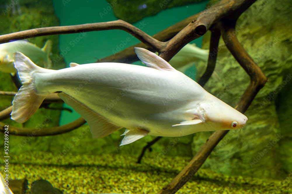 Pangasius predatory fish in natural habitat (Pangasianodon ...