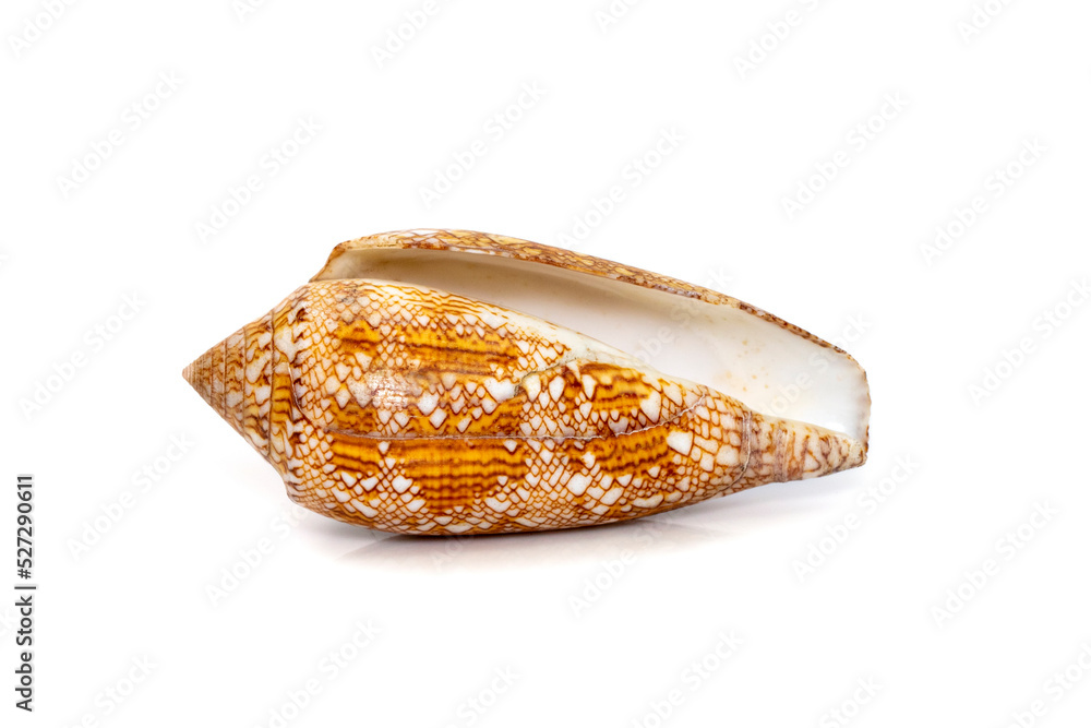 Image of conus omaria patonganus sea shell is a species of sea snail, a ...