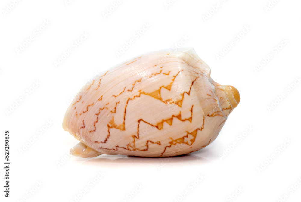Image of cymbiola nobilis sea shell is a marine gastropod mollusk in ...