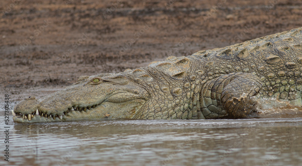 Crocodile in the water; Crocodile sliding into the water; crocodile ...
