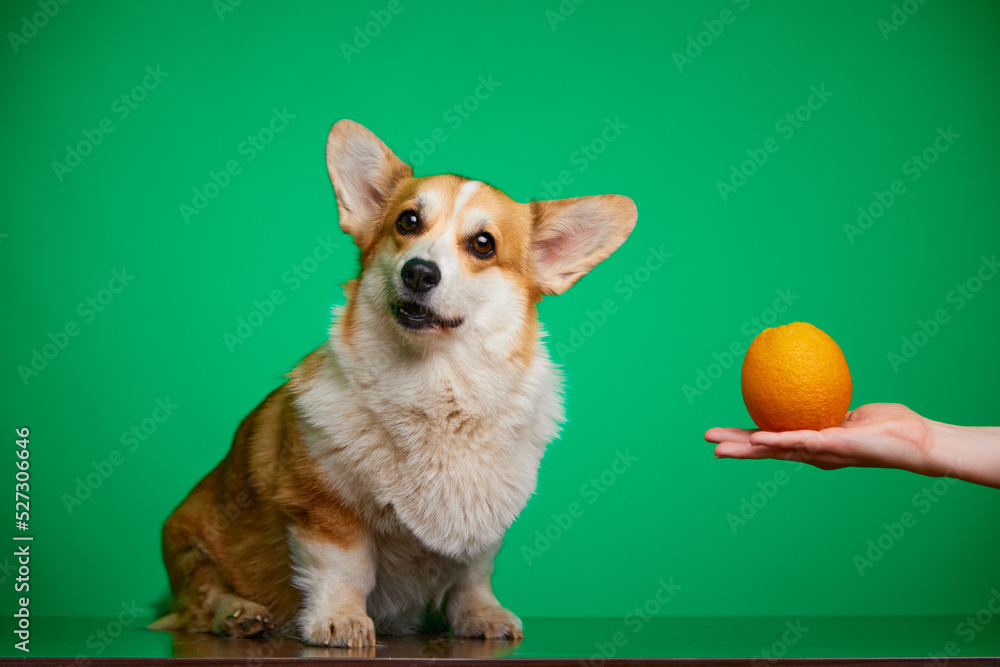 Corgi looks at the orange on a green background with surprise. A woman ...