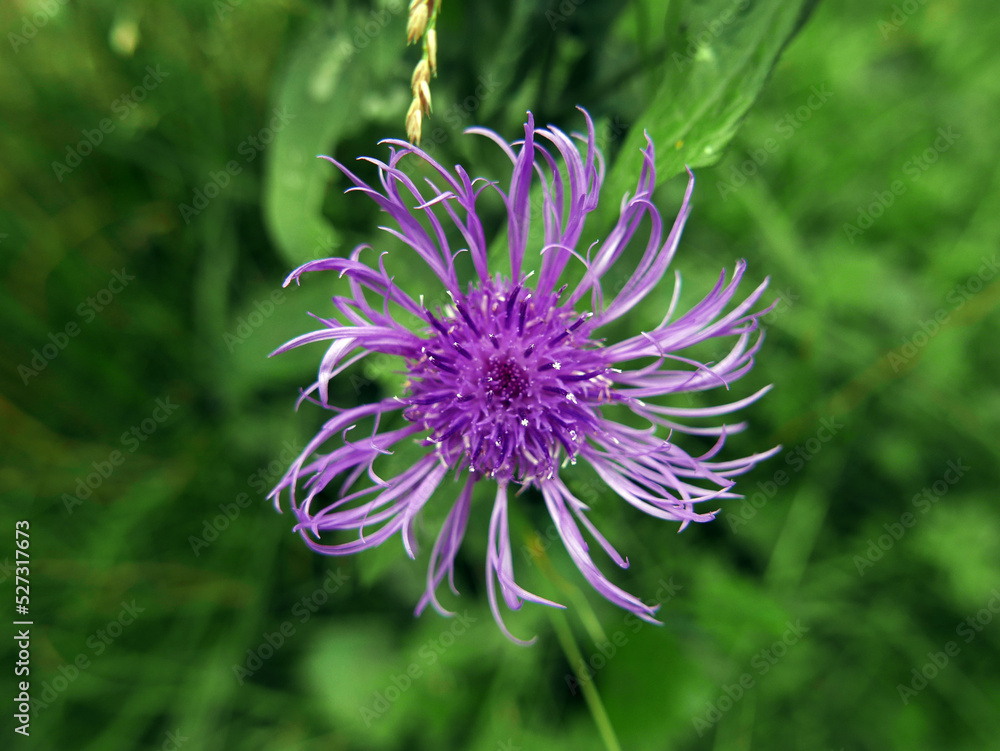 vivida corolla di fiore immersa nello sfondo sfumato del fogliame Stock ...