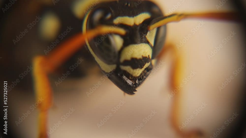 European paper wasp under the microscope. wasp's face (Polistes ...