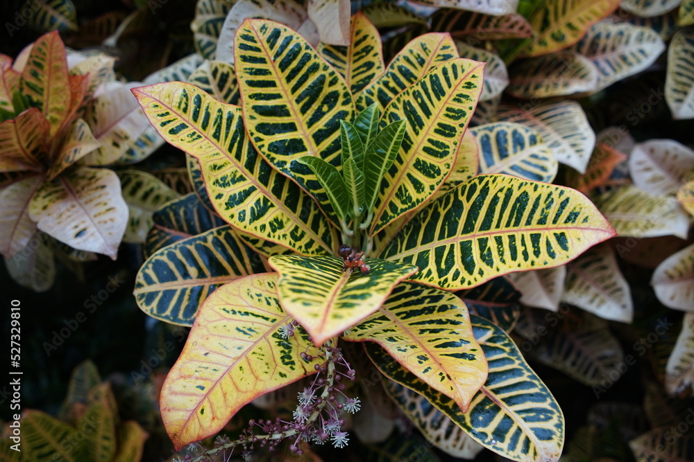 Codiaeum variegatum (fire croton, garden croton, or variegated croton ...