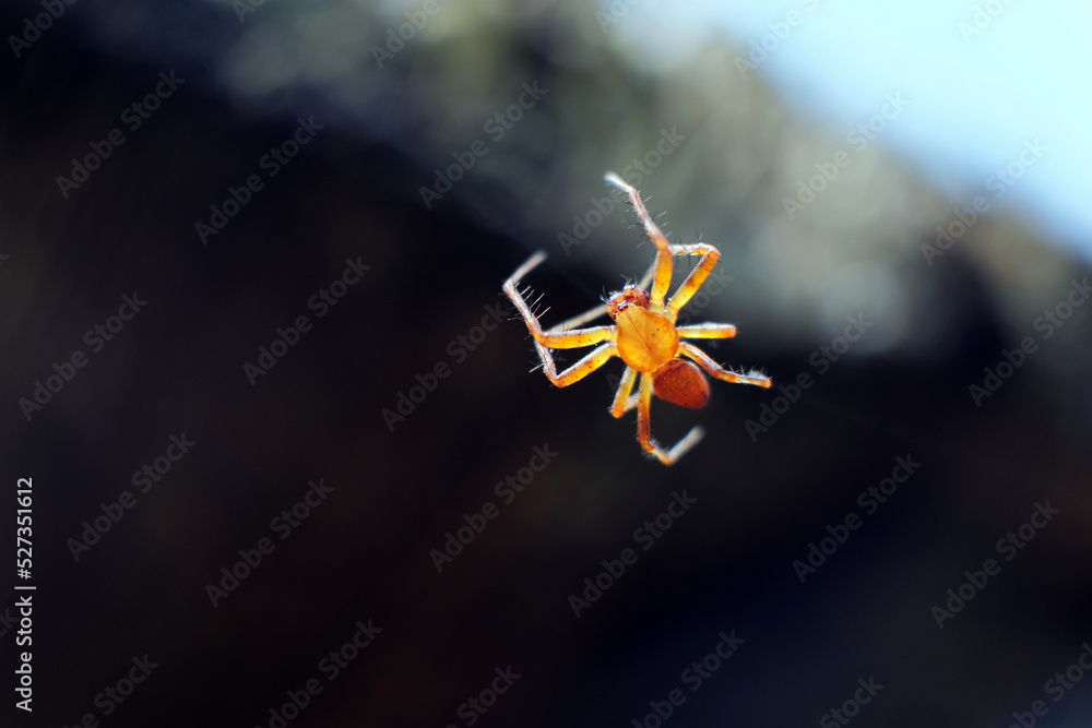 Bright orange brown spider Eriophora, a genus of orb-weaver spiders in ...