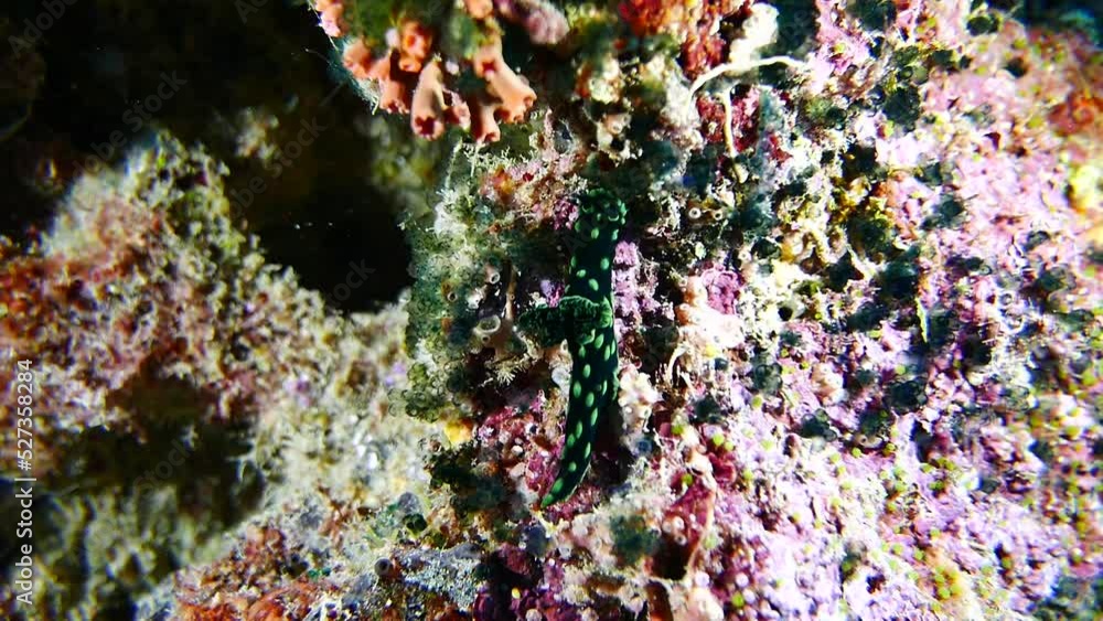 Vidéo Stock scuba diving,underwater,water,adventure,beauty,animal ...