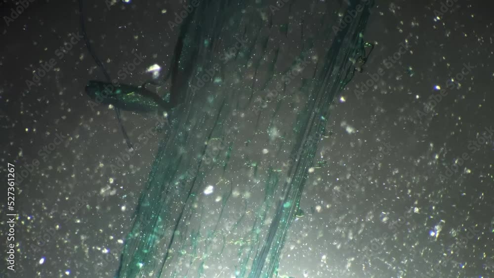 Slide of stem of cucurbita moschata under microscope magnified in 40 ...